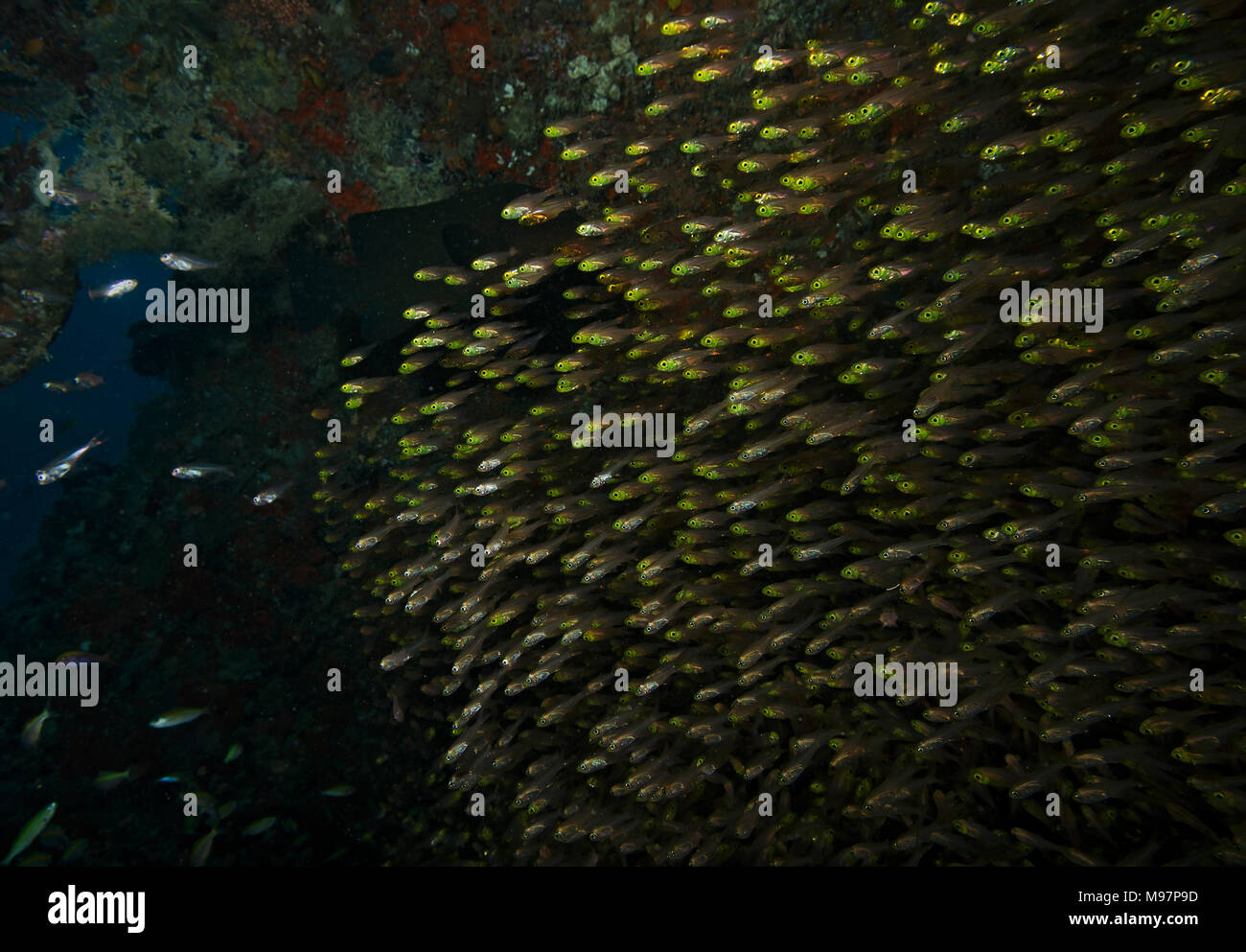 School of Golden Sweepers, Parapriacanthus ransonneti, Bathala ...