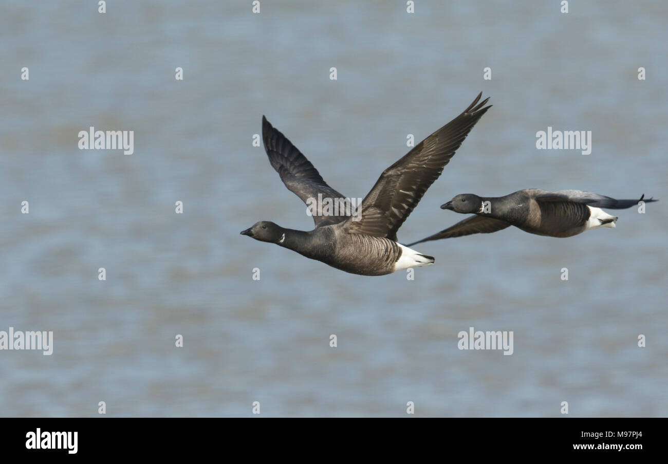 Two beautiful Brent Geese (Branta bernicla) flying over the sea at high ...