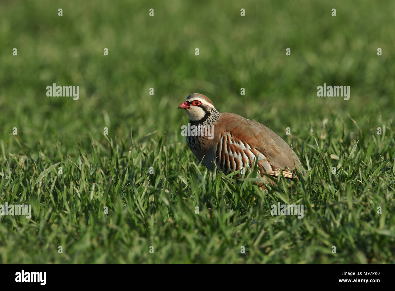 A stunning Red-legged Partridge (Alectoris rufa) feeding in a grassy ...