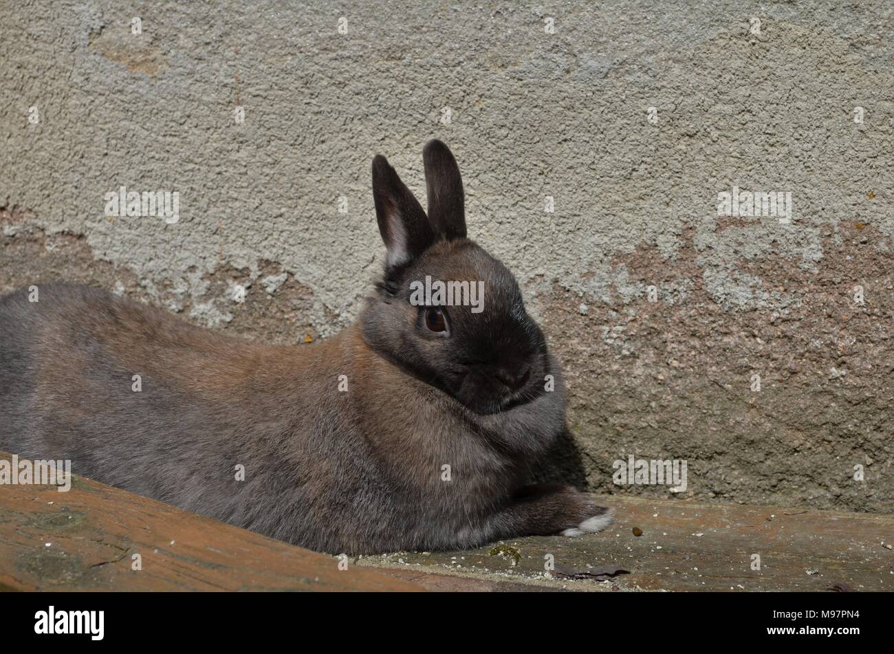 Brown bunnies hi-res stock photography and images - Alamy