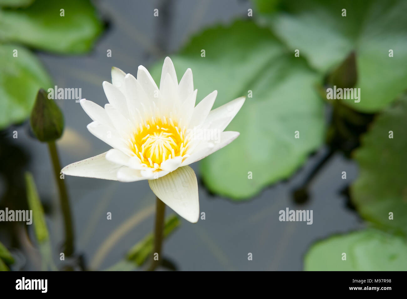 lotus flower or water lily floating Stock Photo - Alamy