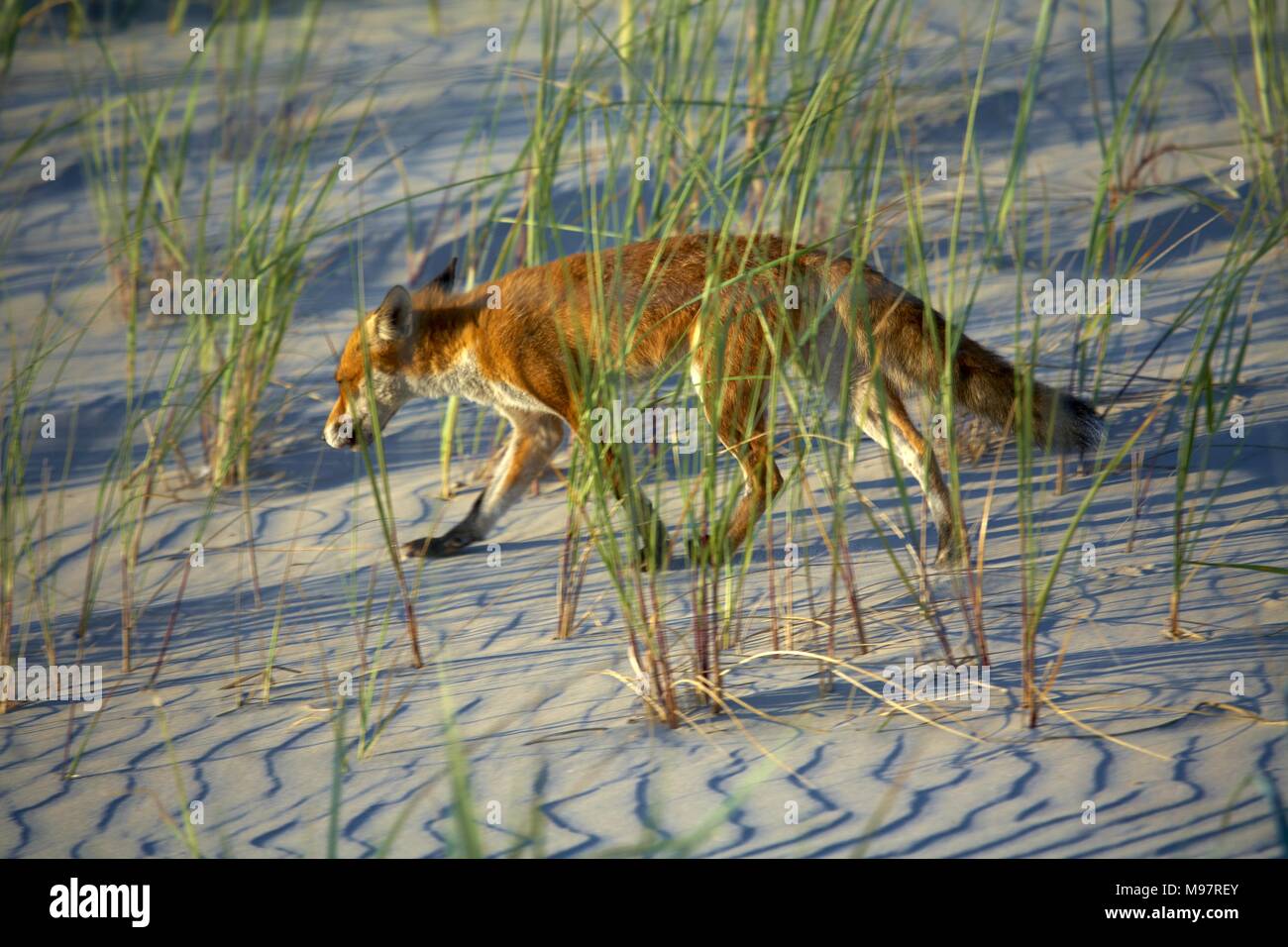 Lis fox hi-res stock photography and images - Alamy