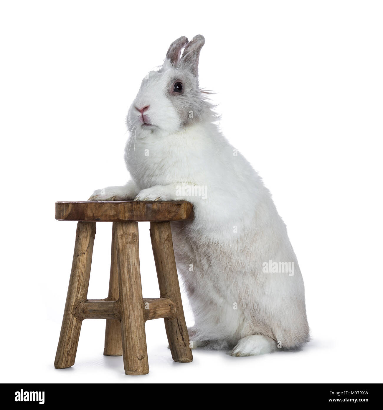 Cute white with grey rabbit standing with front paws on wooden stool ...