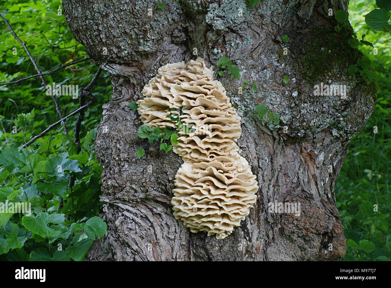 Tooth Fungi Stock Photos & Tooth Fungi Stock Images - Alamy