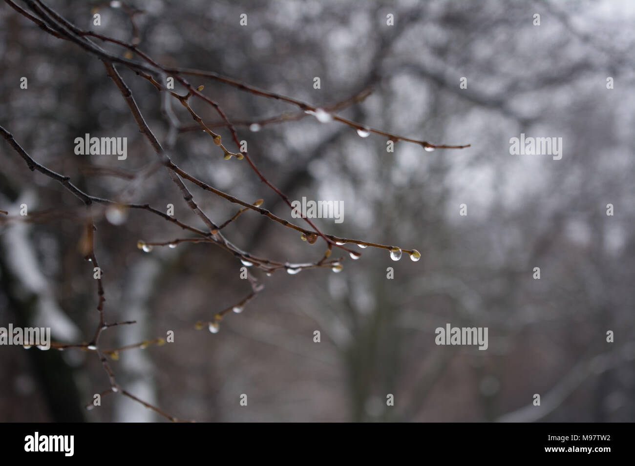 Water drops on a tree branch Stock Photo - Alamy