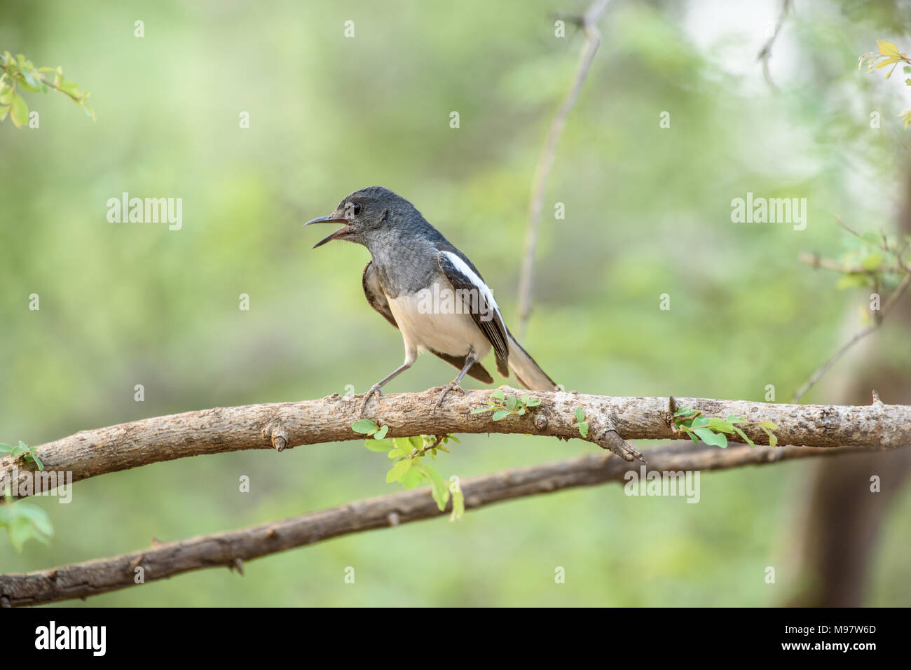 Robin and person hi-res stock photography and images - Alamy
