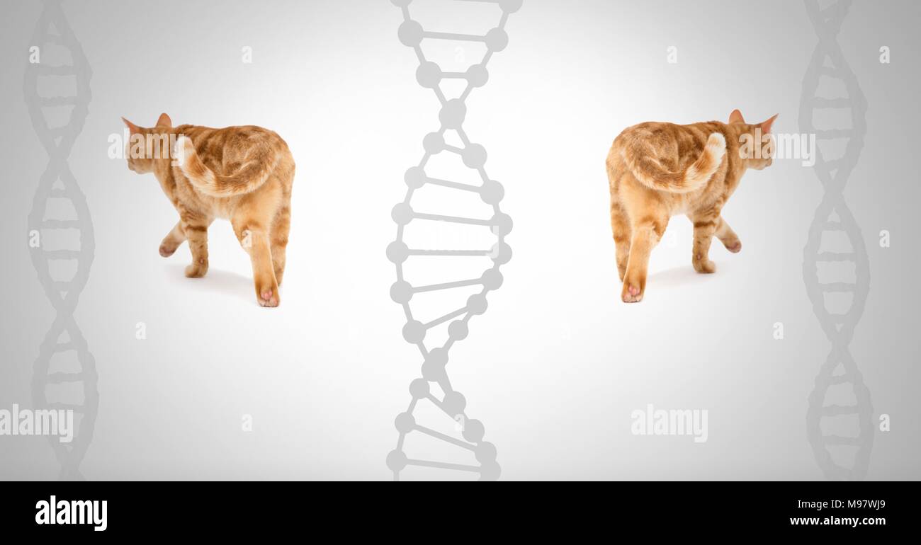 Clone twin cats with genetic DNA Stock Photo - Alamy