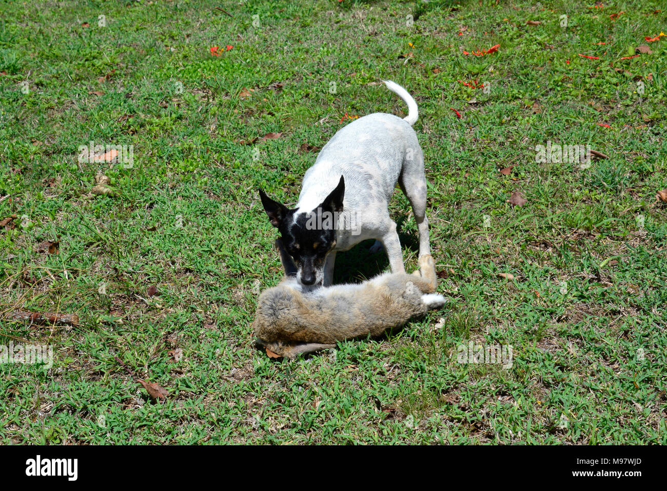 Dogs hunting rabbit hi-res stock photography and images - Alamy