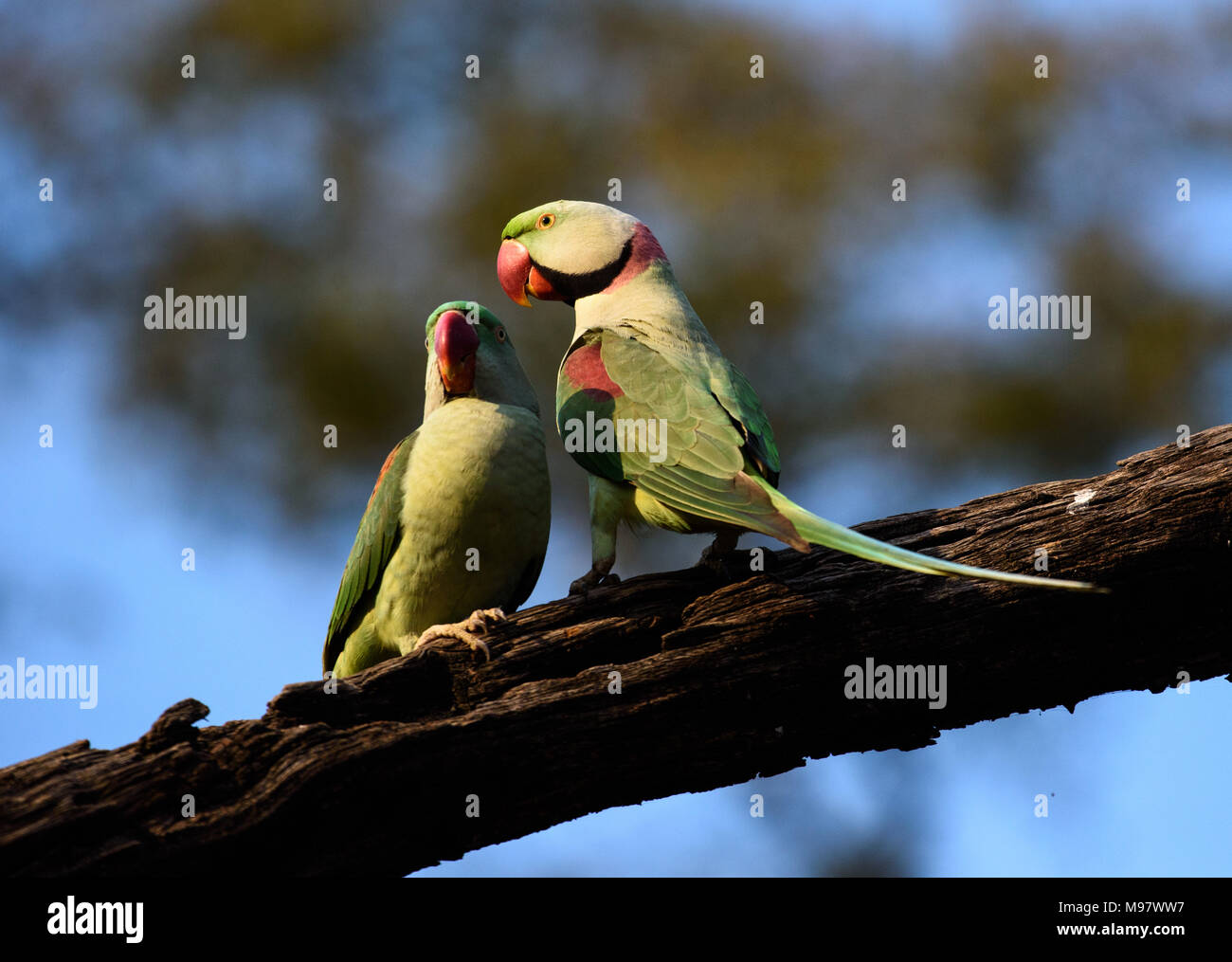 Parakeet pair love Stock Photo - Alamy
