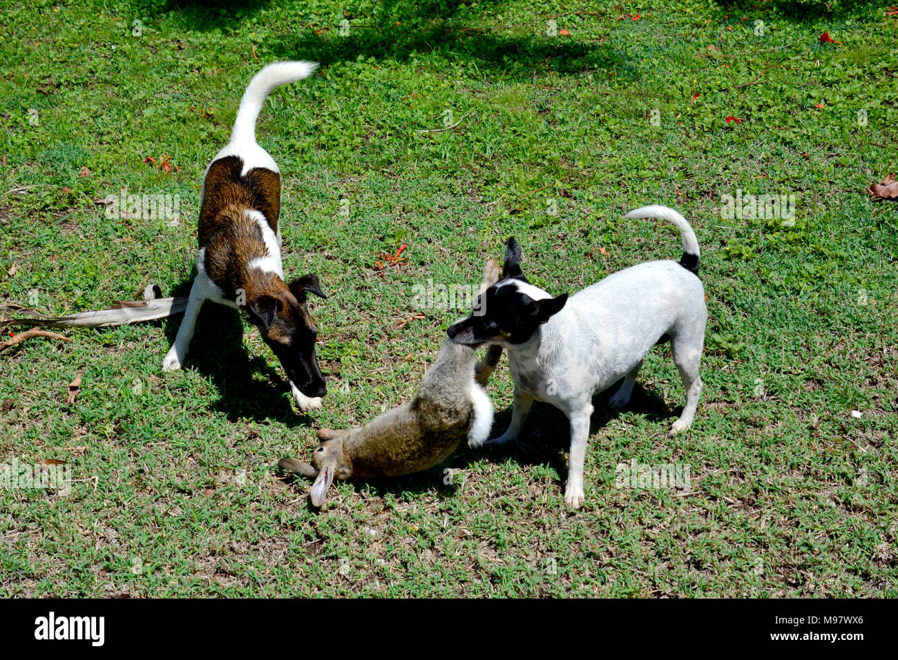 Dogs hunting rabbit hi-res stock photography and images - Alamy