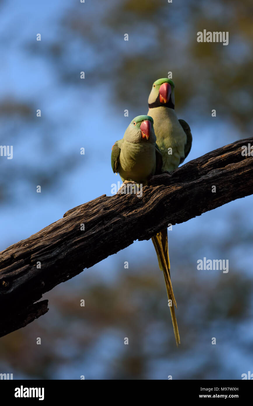 Parakeet pair hi-res stock photography and images - Alamy