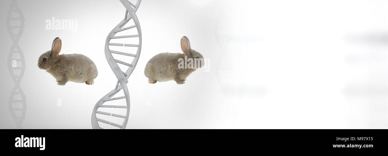 Clone twin rabbits with genetic DNA Stock Photo - Alamy