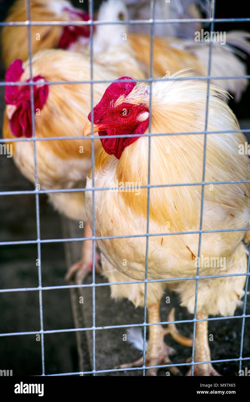 Hens behind the grid on farm Stock Photo - Alamy