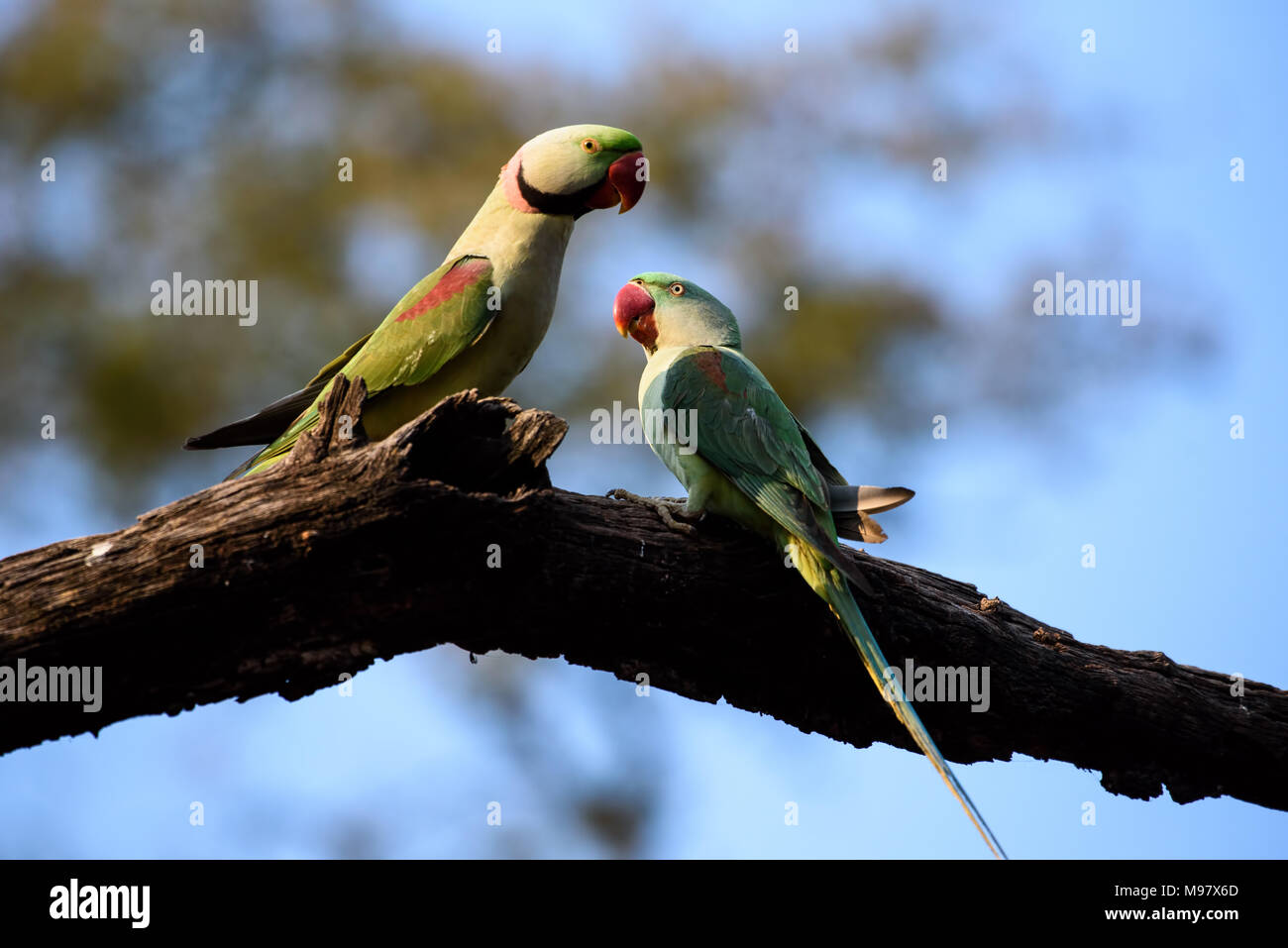 Grass parakeet hi-res stock photography and images - Alamy