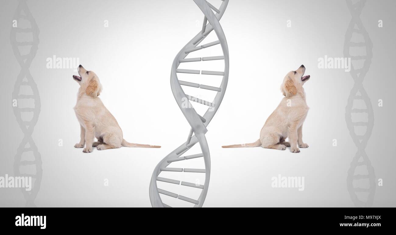Clone twin puppy dogs with genetic DNA Stock Photo - Alamy