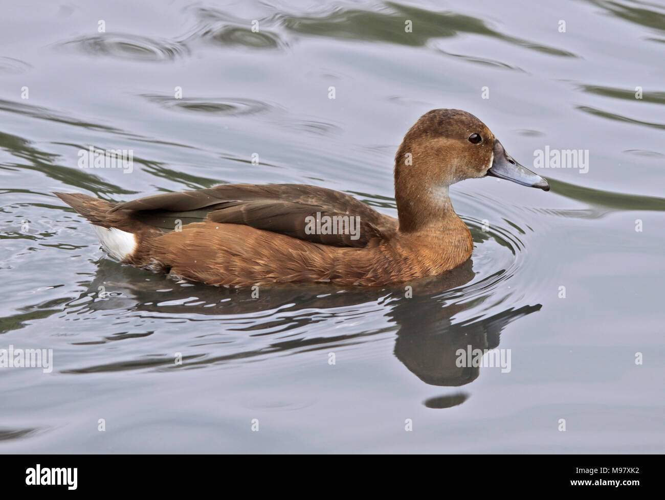 Redhead Duck (aythya Americana) female Stock Photo - Alamy