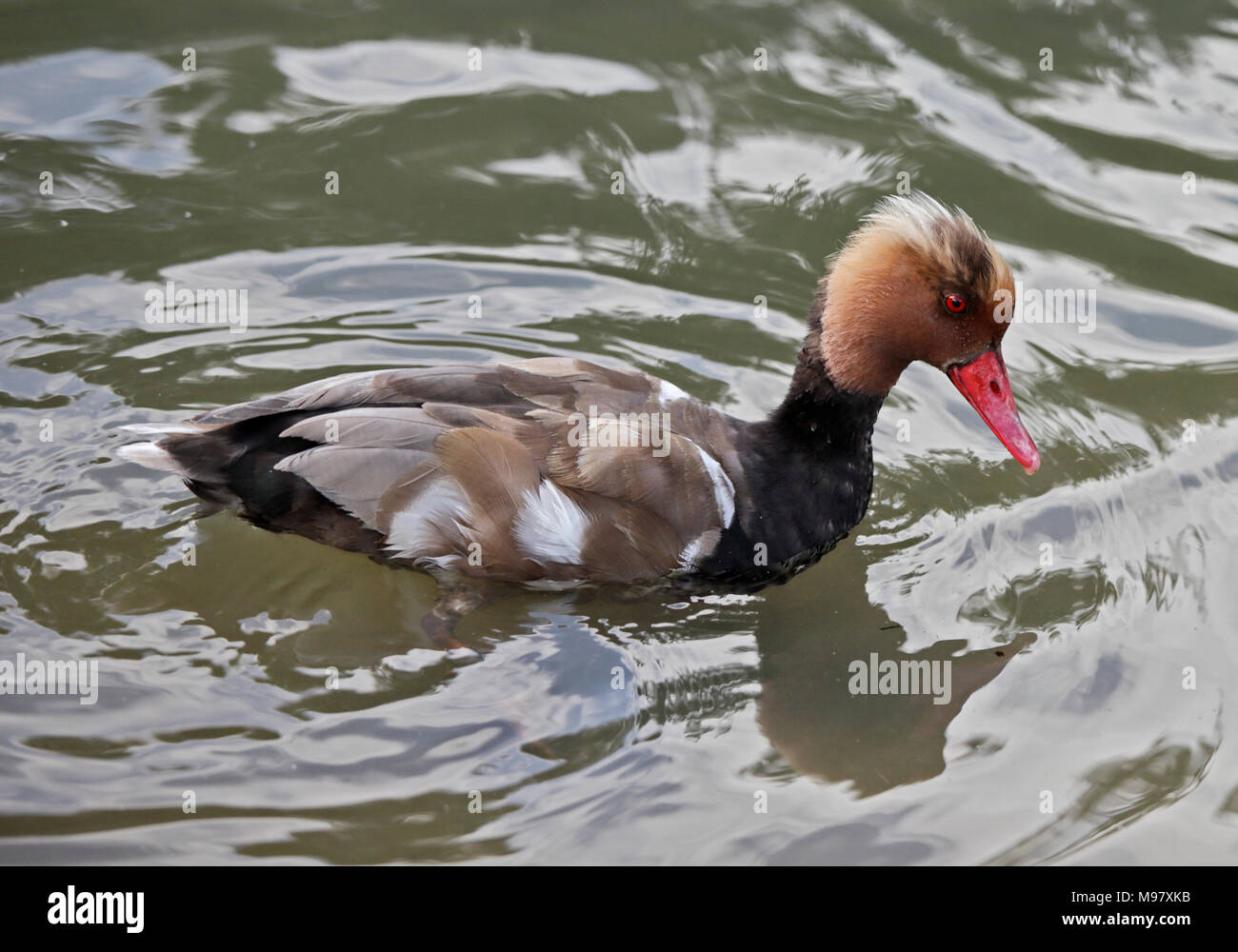 Red Crested Pochard (netta rufina) male in Eclipse Plumage Stock Photo ...