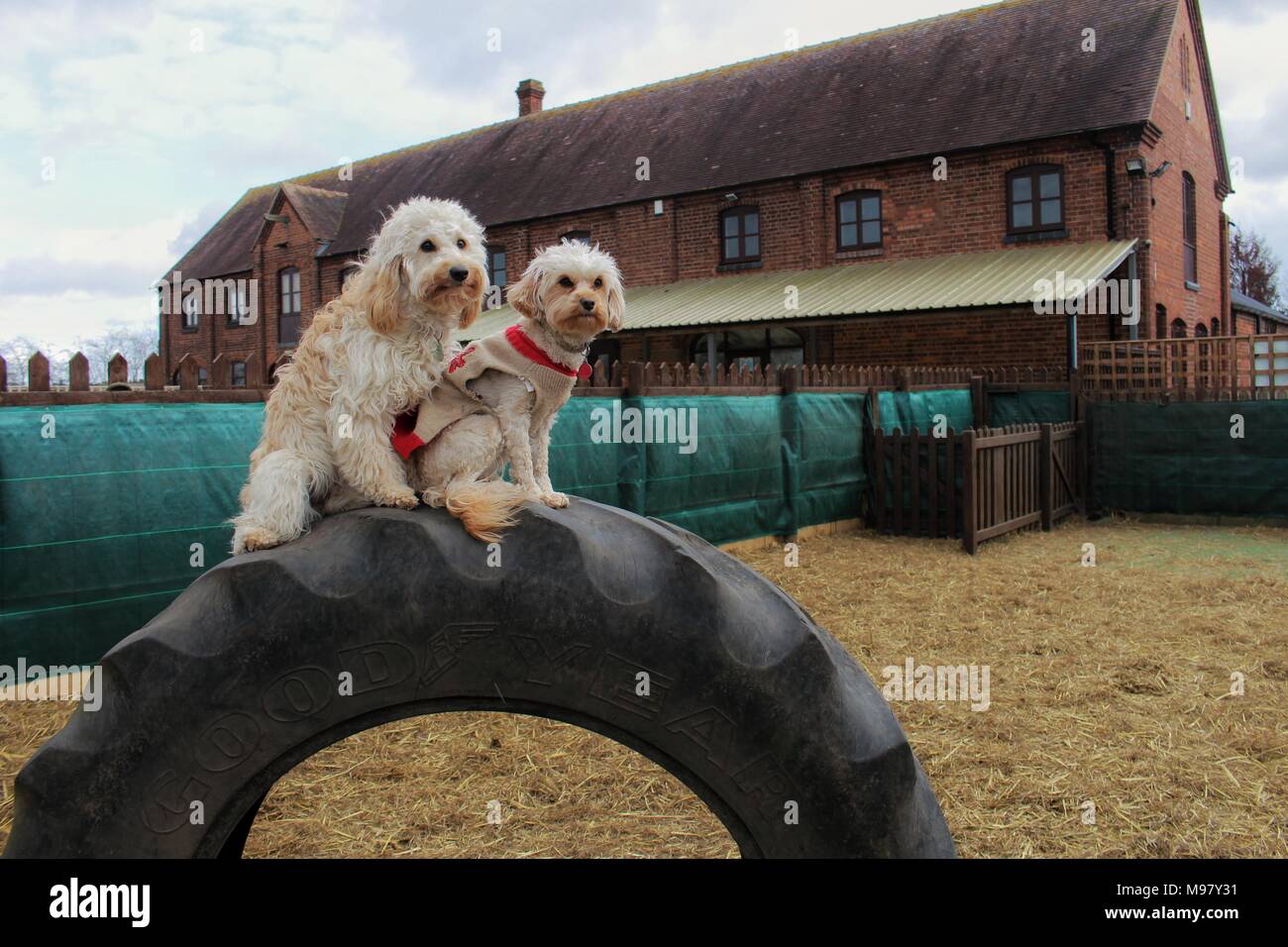 Tyre animals hi-res stock photography and images - Alamy