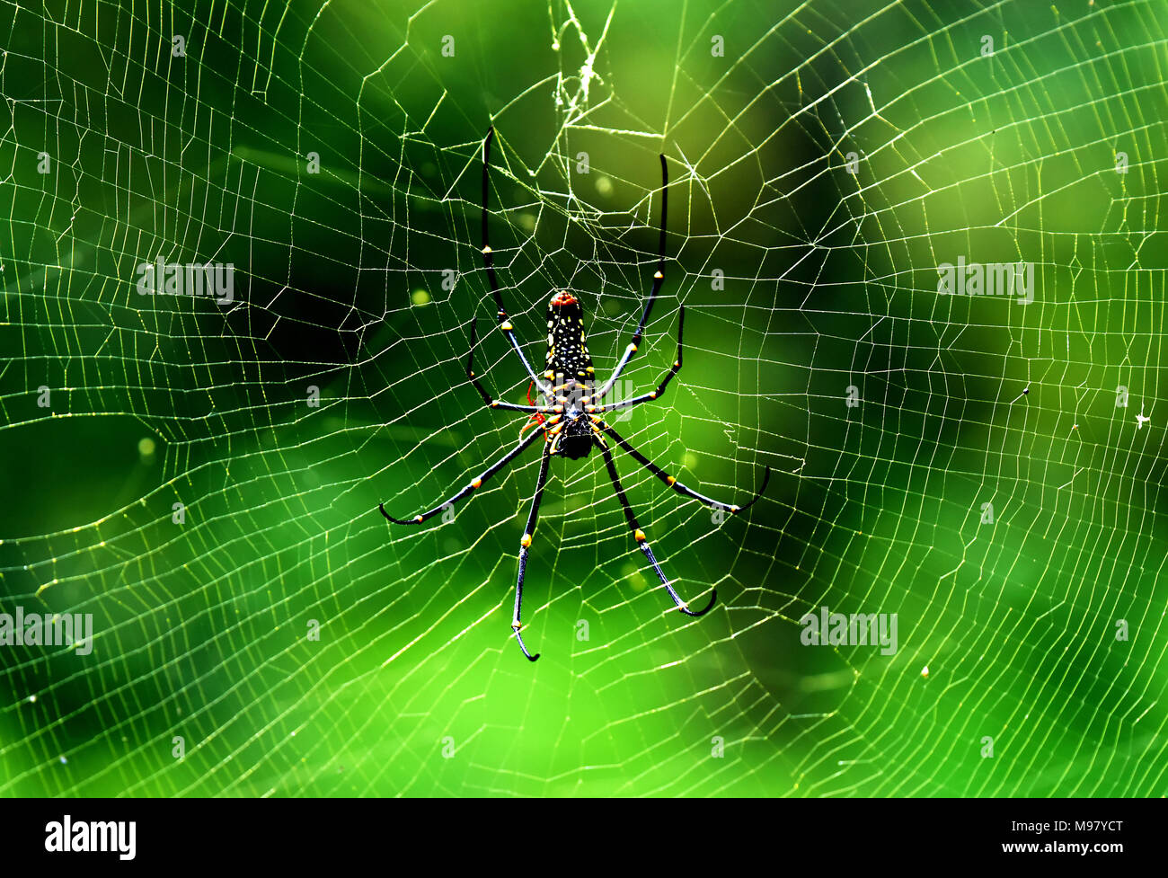 Indian spider hi-res stock photography and images - Alamy