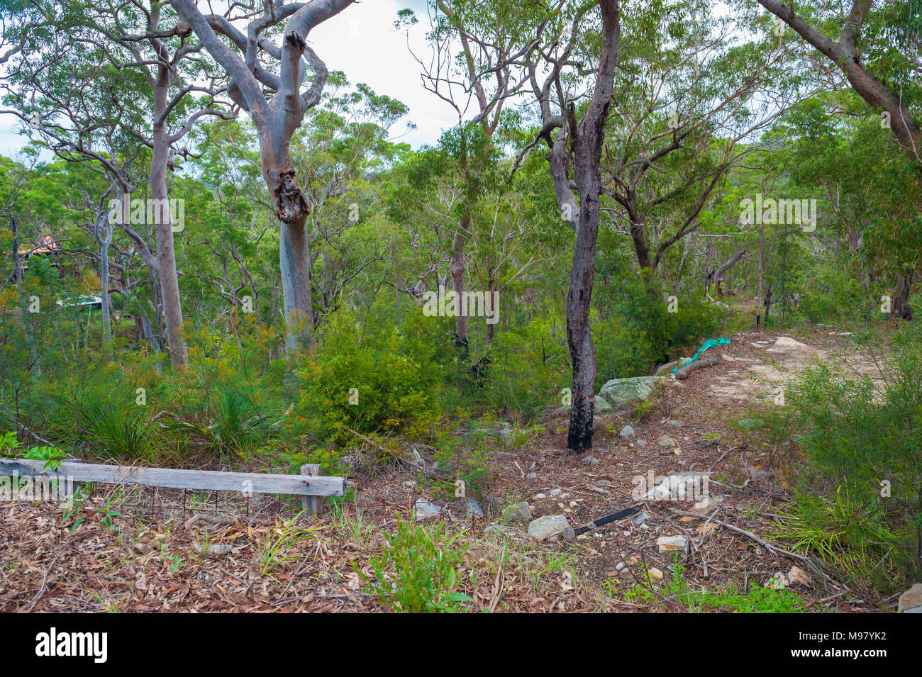 Suburban Menai. View of local bushland. MENAI. NSW. AUSTRALIA Stock ...