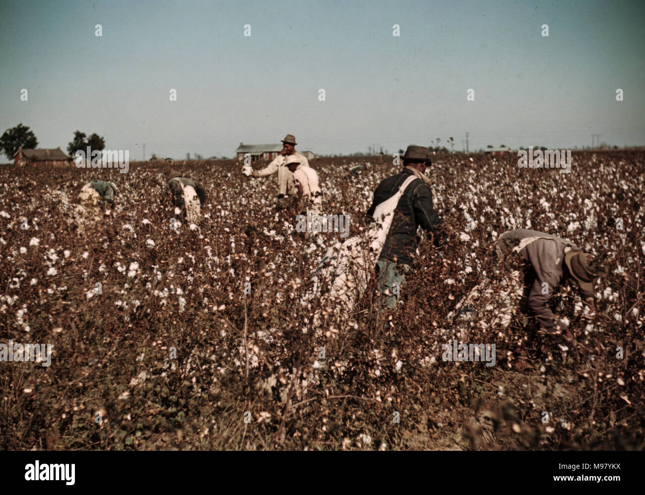 Cotton farm with workers hi-res stock photography and images - Alamy
