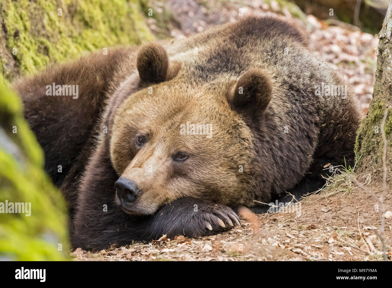 Germany, Bavarian Forest National Park, animal Open-air site ...