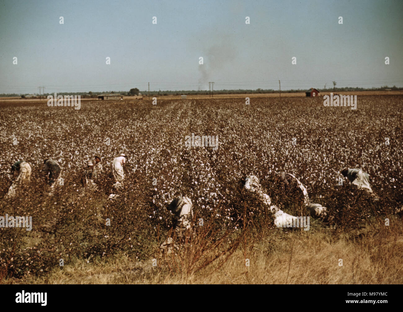 Cotton farm with workers hi-res stock photography and images - Alamy