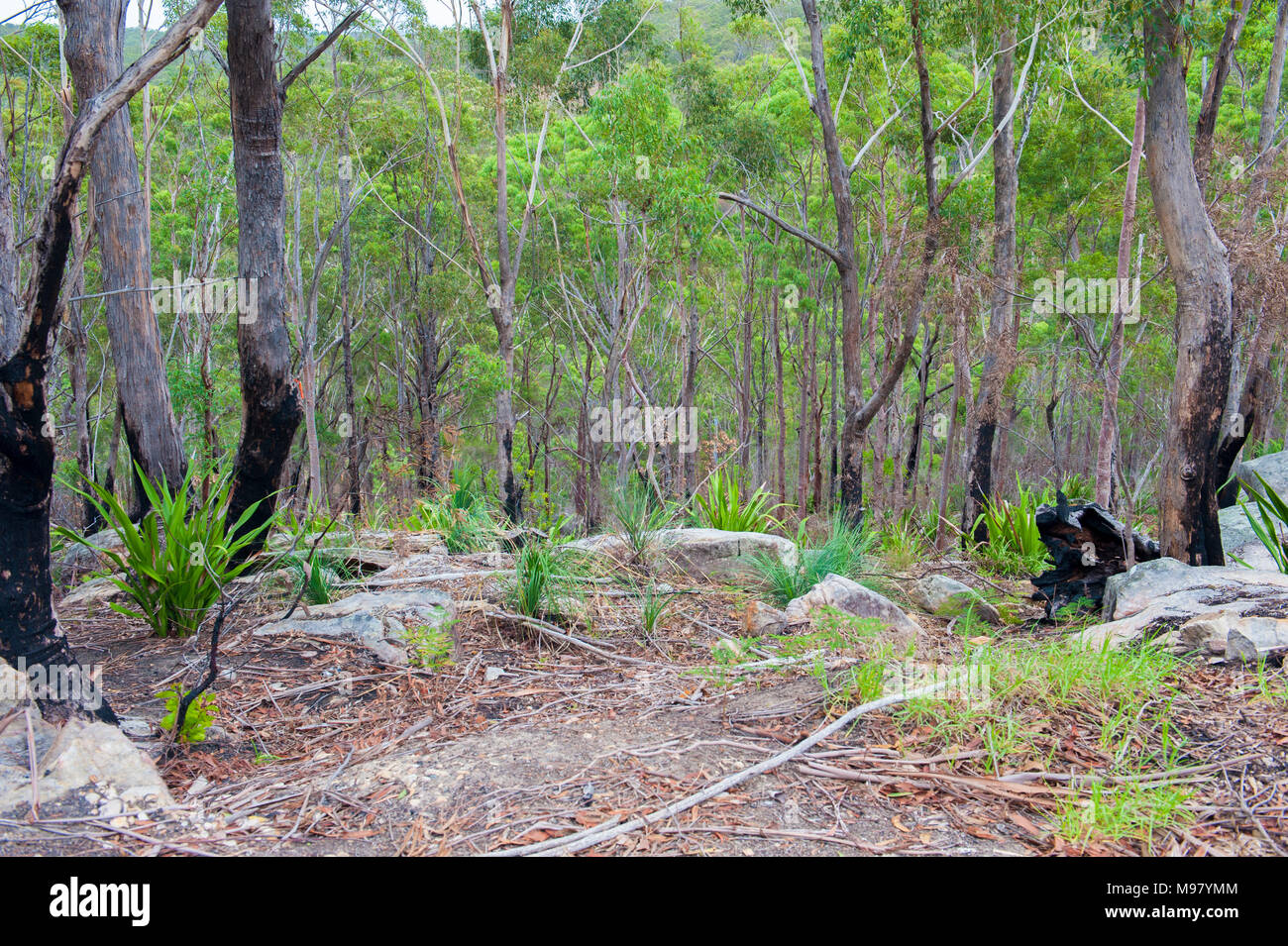 Suburban Menai. View of local bushland. MENAI. NSW. AUSTRALIA Stock ...