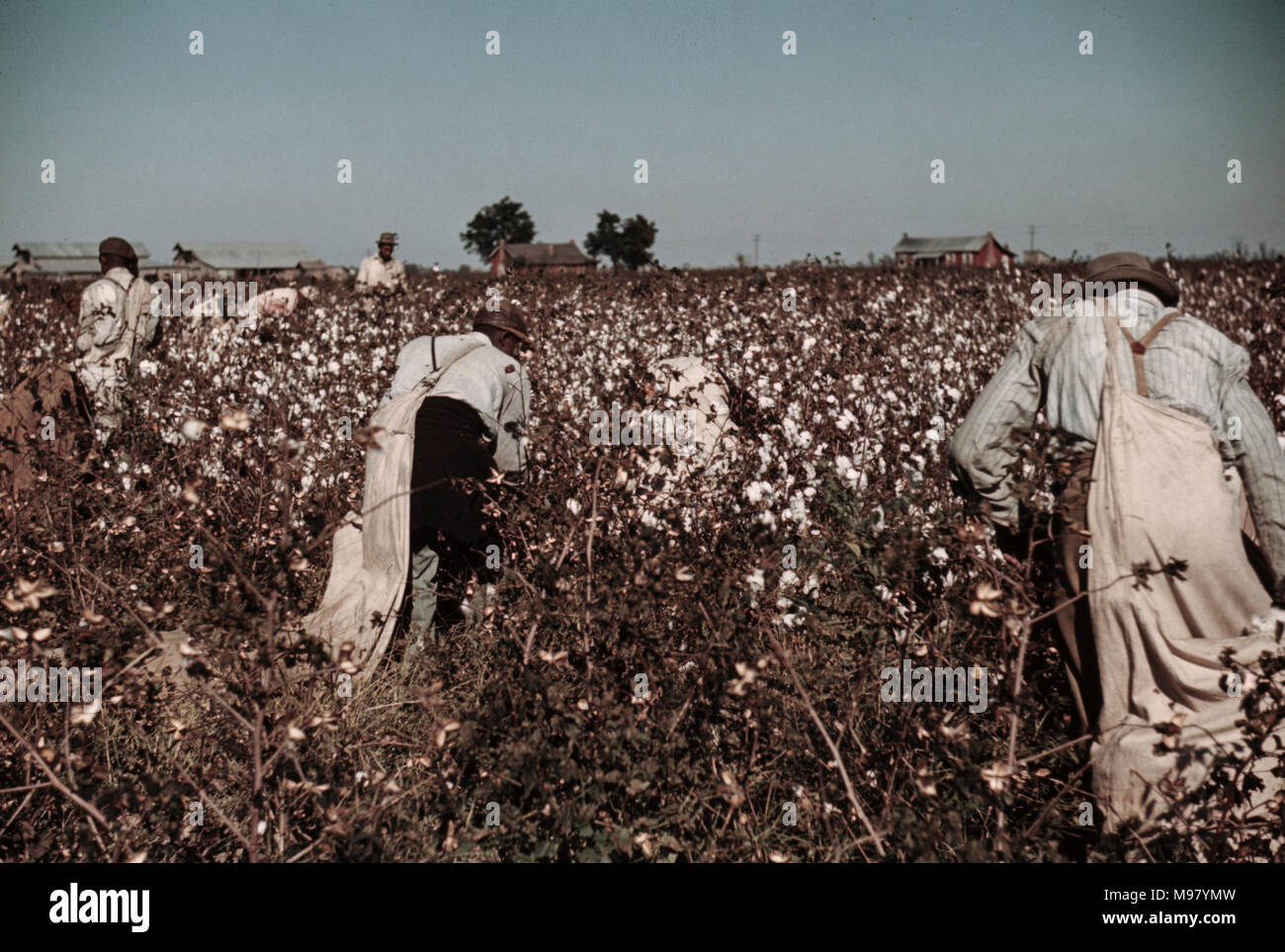 Cotton farm with workers hi-res stock photography and images - Alamy