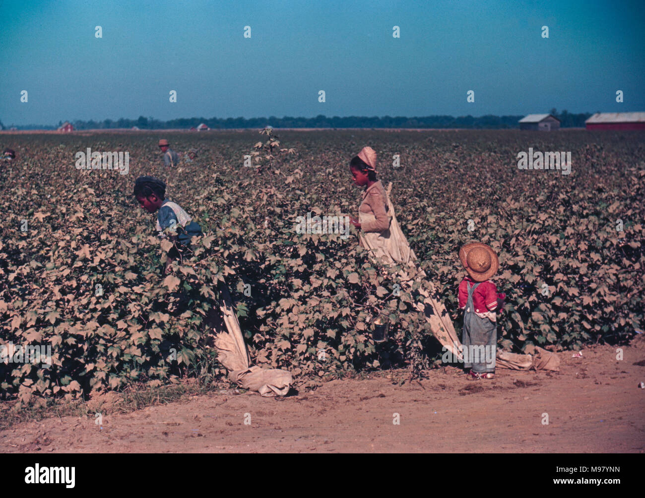 Cotton farm with workers hi-res stock photography and images - Alamy