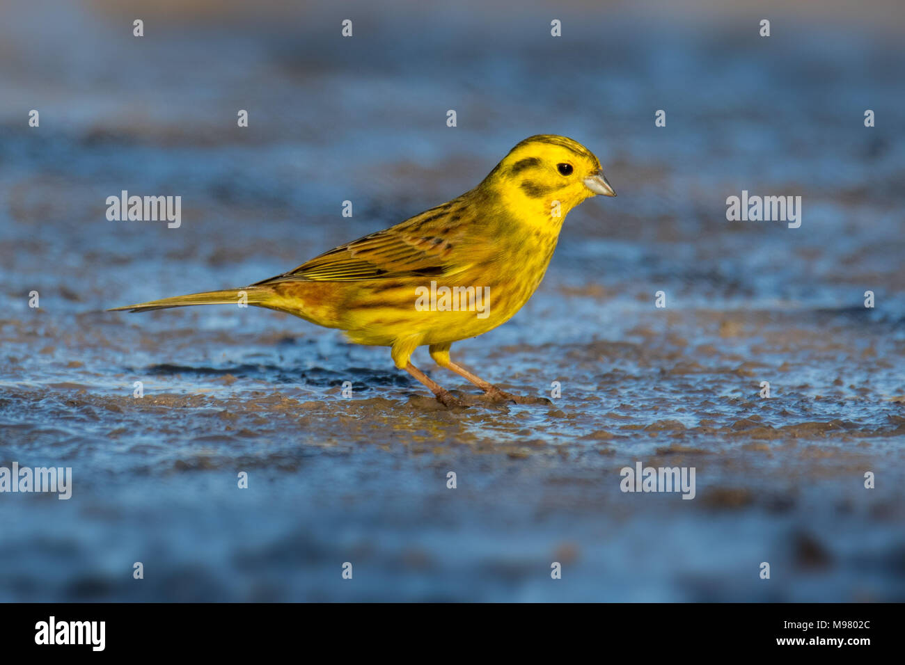 Yellowhammer path hi-res stock photography and images - Alamy