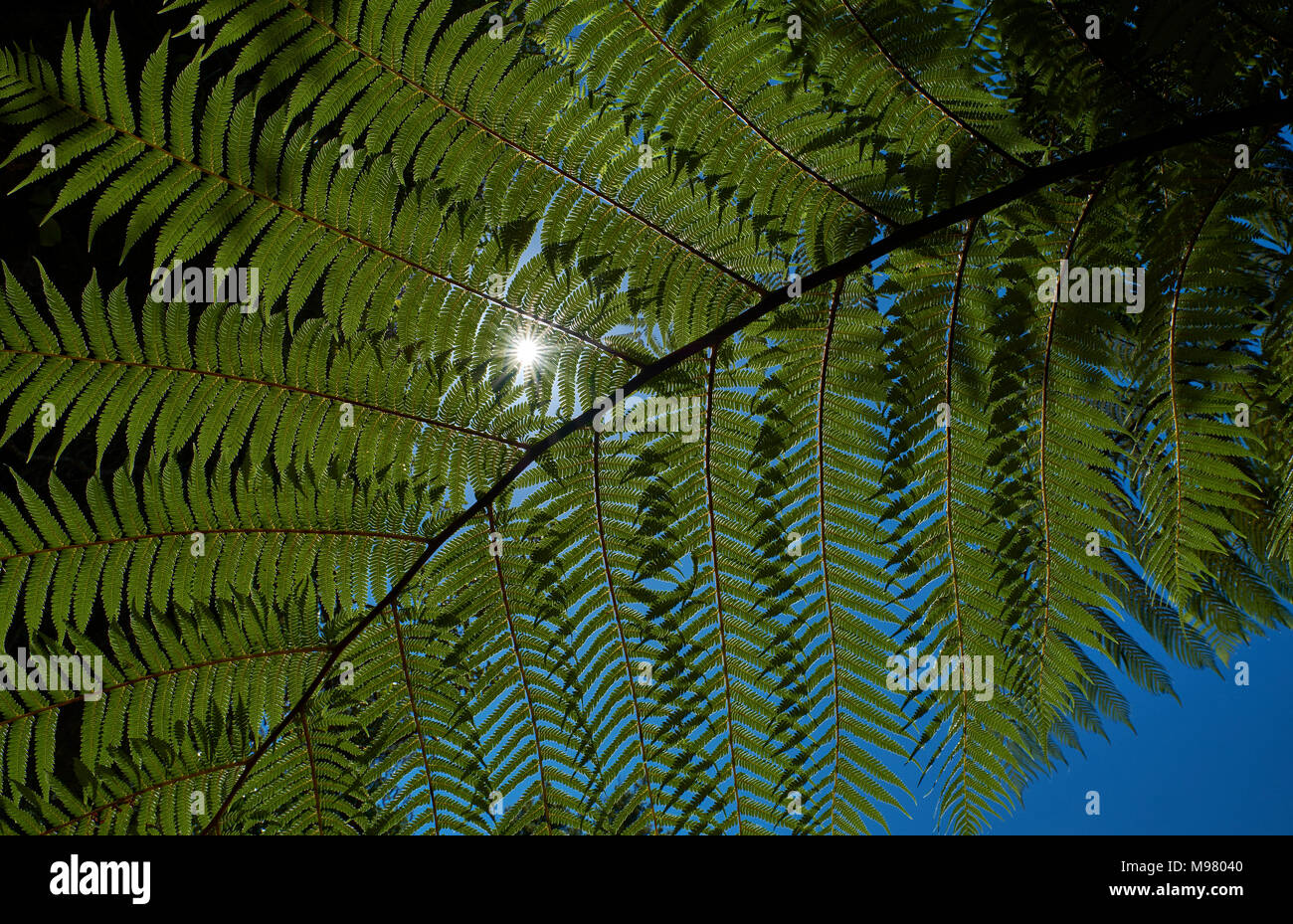 New Zealand, fern leaf in backlight Stock Photo - Alamy