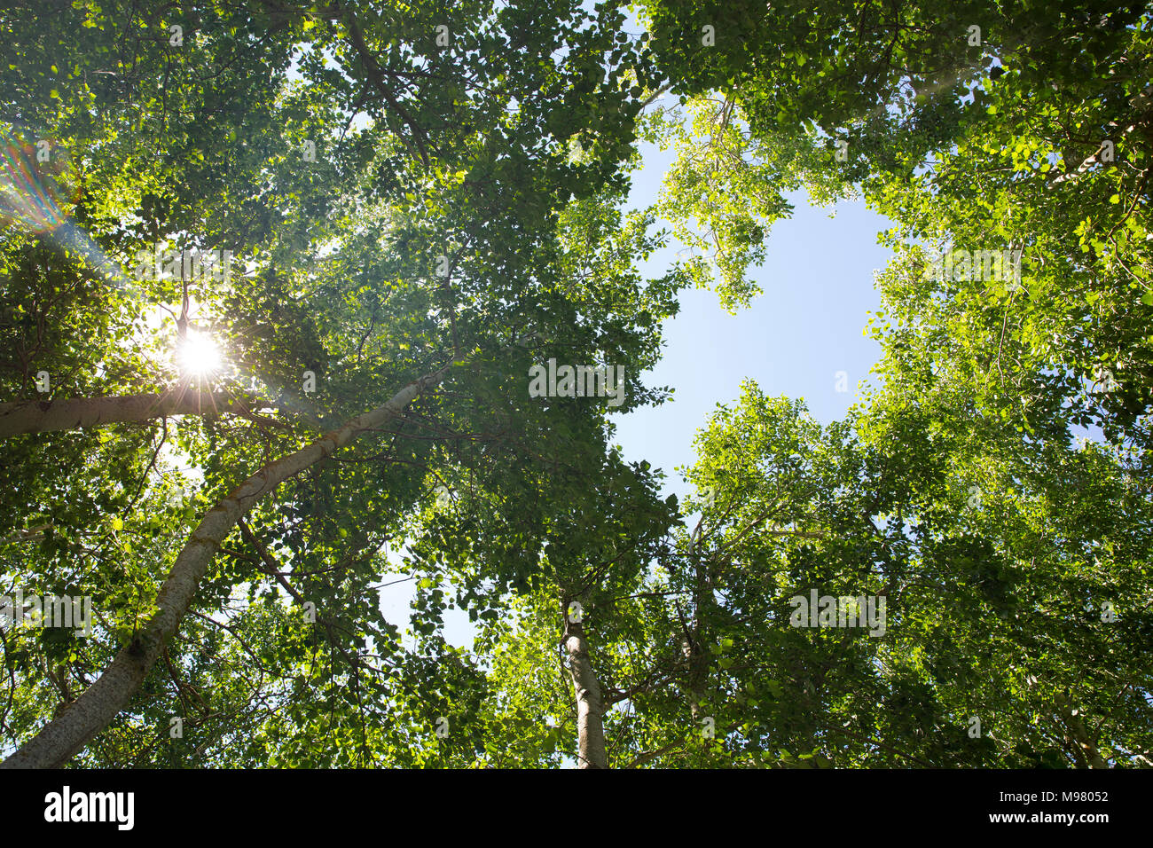 Trees in the forest at backlight Stock Photo - Alamy