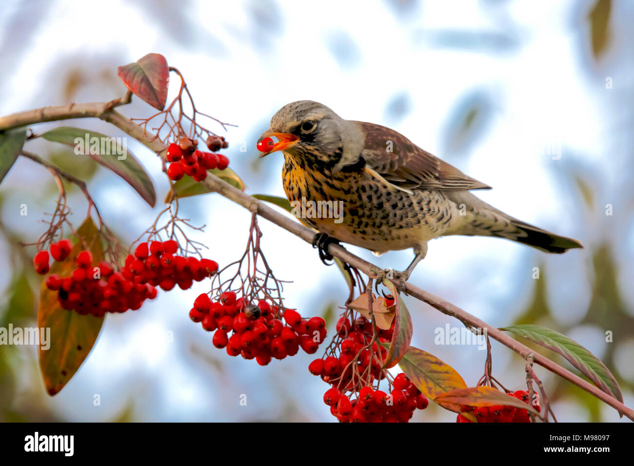 Fieldfare in rowan tree hi-res stock photography and images - Alamy