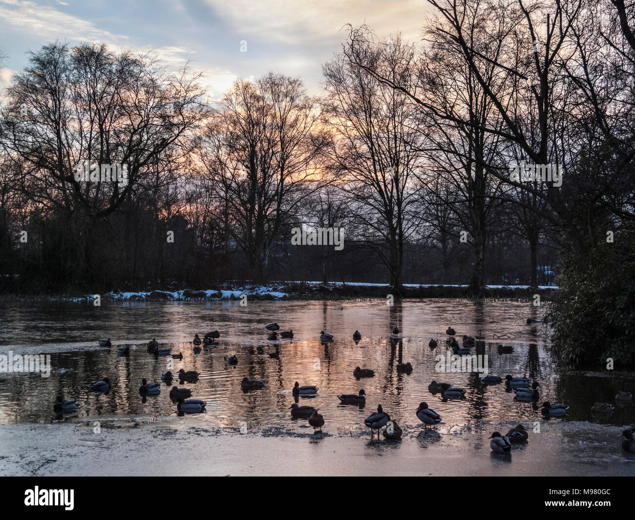 Frozen pond with ducks at sunset Stock Photo - Alamy