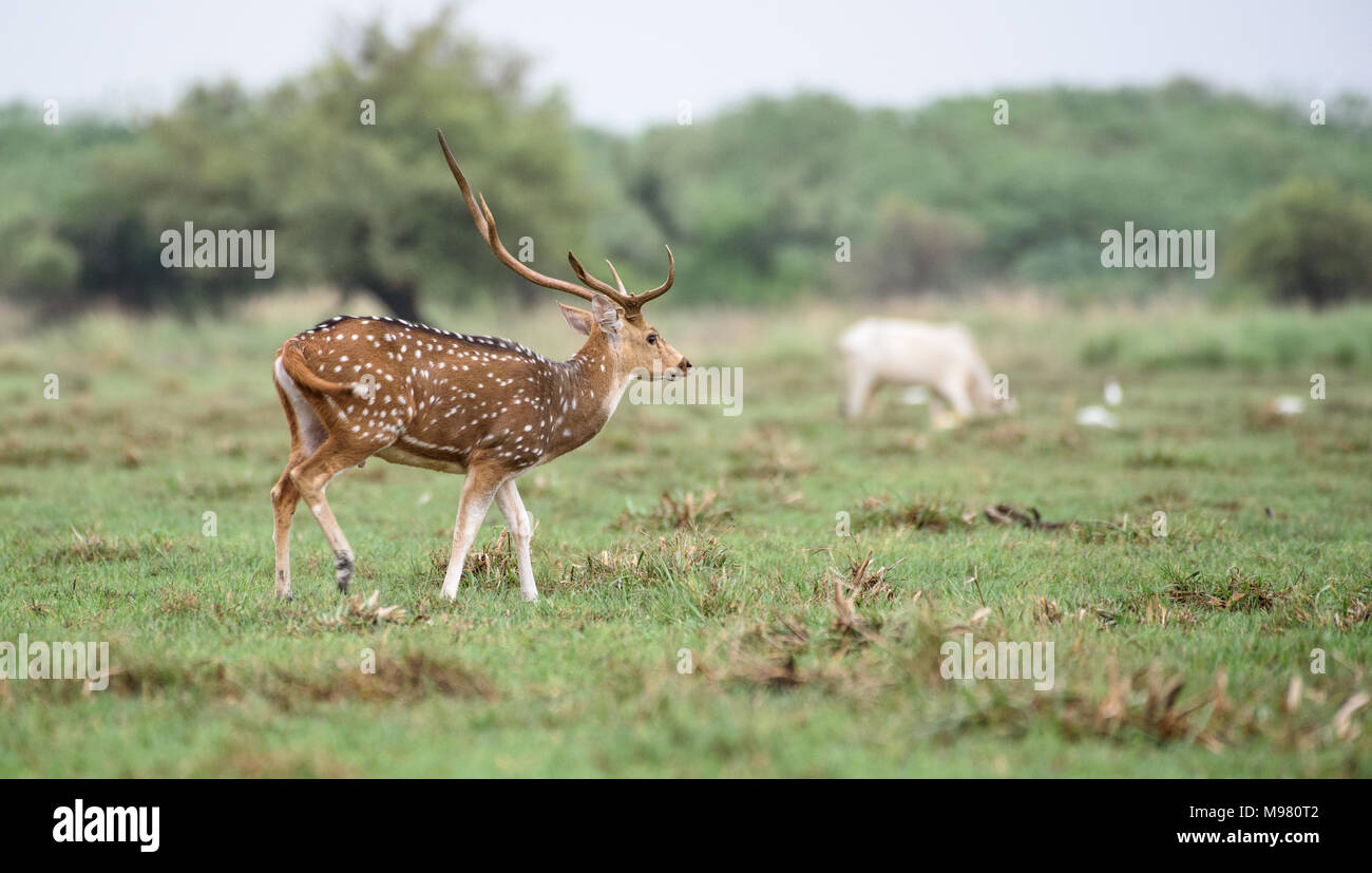 Deer Dance High Resolution Stock Photography and Images - Alamy
