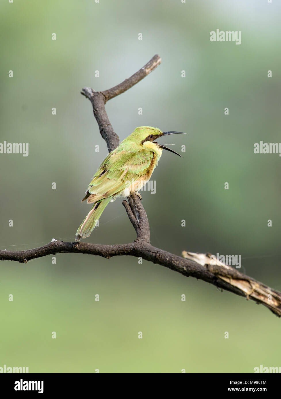 green bee eater Stock Photo - Alamy