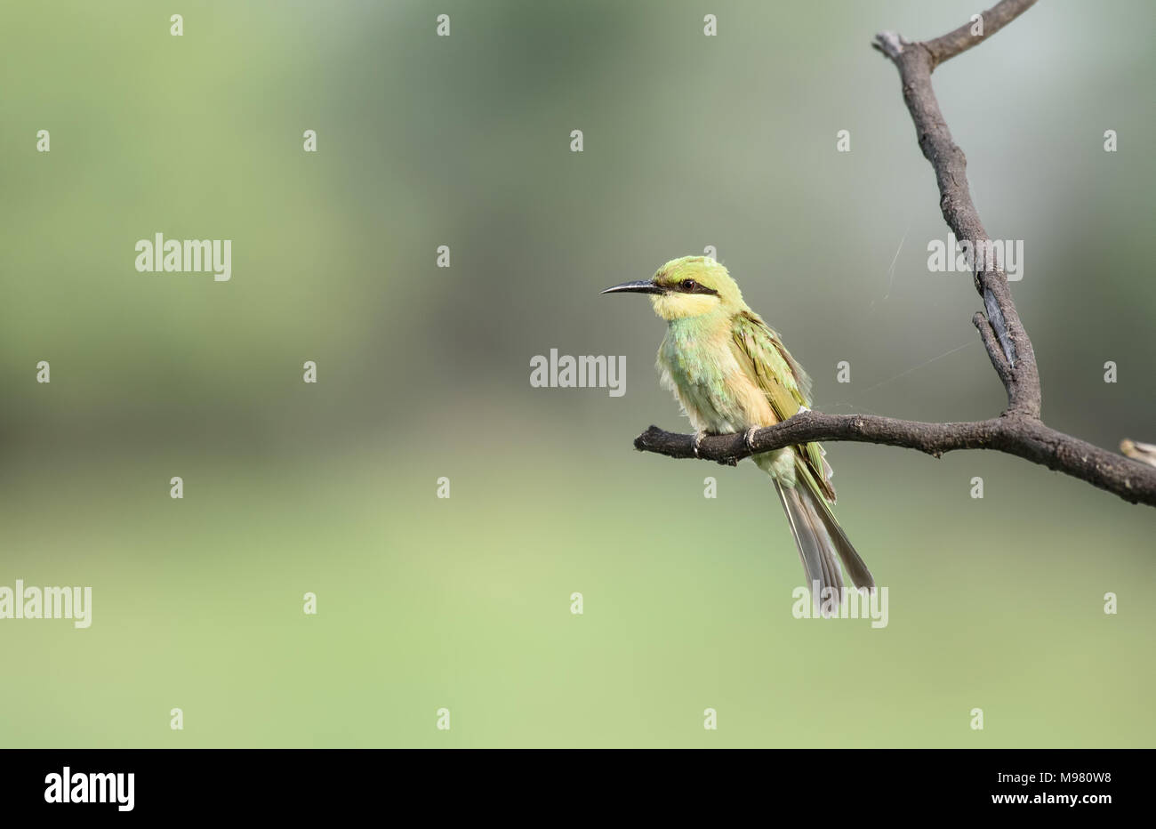 green bee eater Stock Photo - Alamy