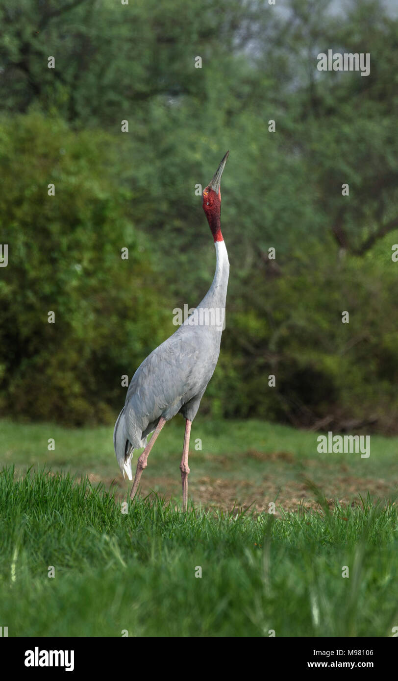 Sarus dance hi-res stock photography and images - Alamy
