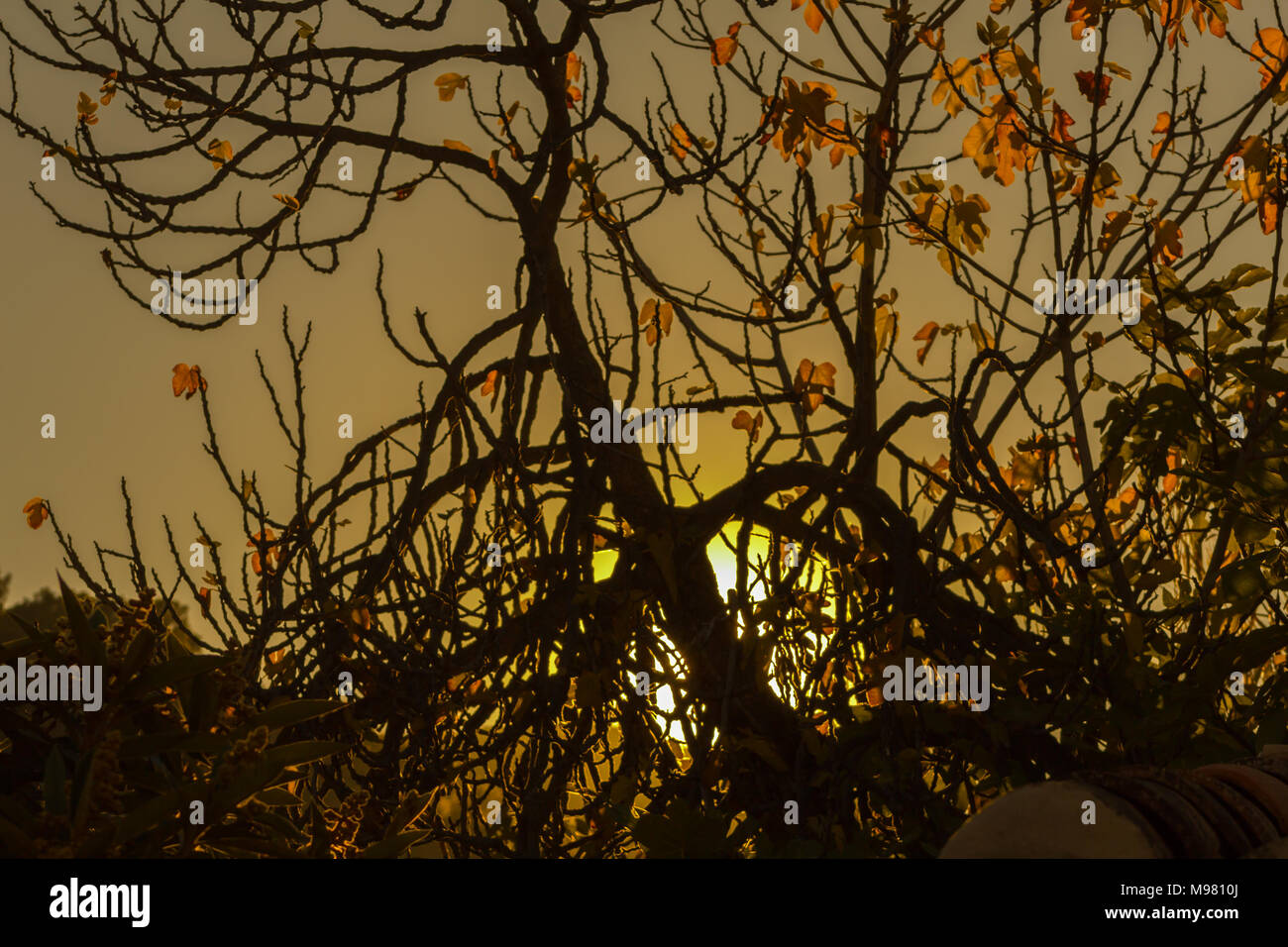 Ficus Carica, Golden Sun Setting through a Fig Tree Stock Photo - Alamy