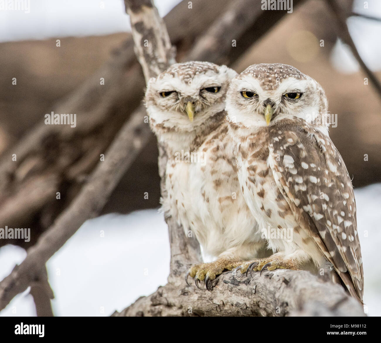 Little owlet hi-res stock photography and images - Alamy