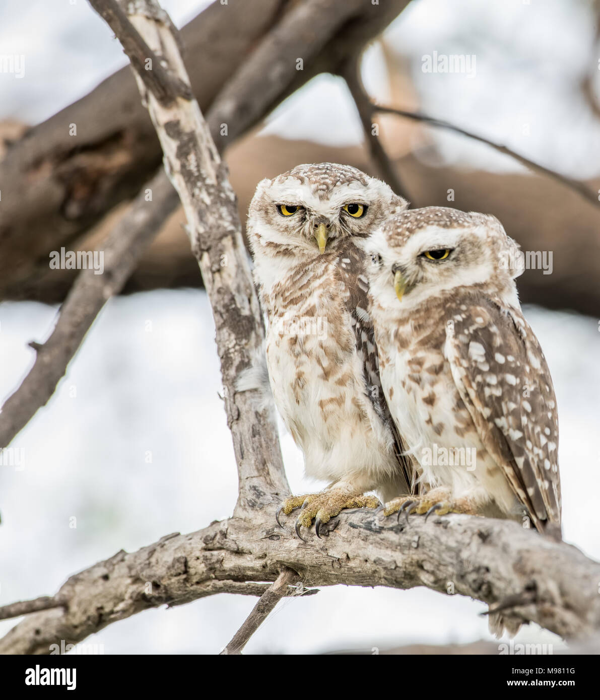 Forest Owlet India High Resolution Stock Photography and Images - Alamy