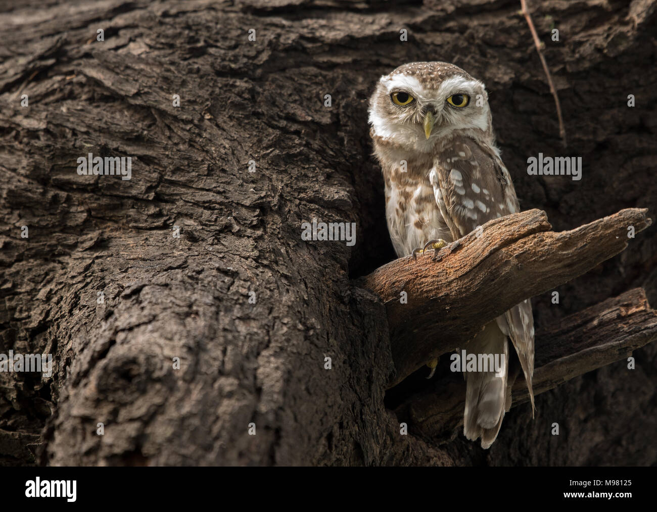 Forest Owlet India High Resolution Stock Photography and Images - Alamy