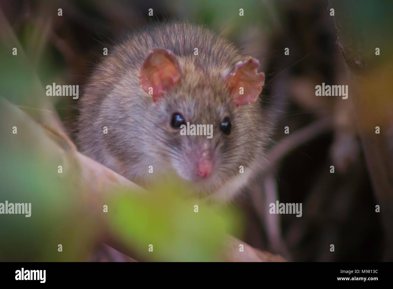 Rodent spain spanish wildlife hi-res stock photography and images - Alamy