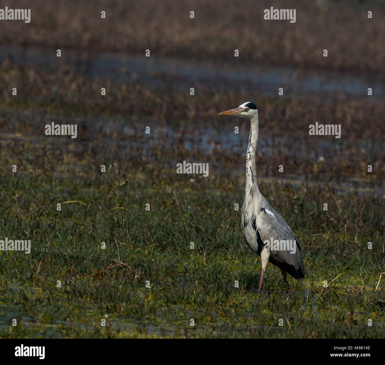 heron, stork and egret Stock Photo - Alamy