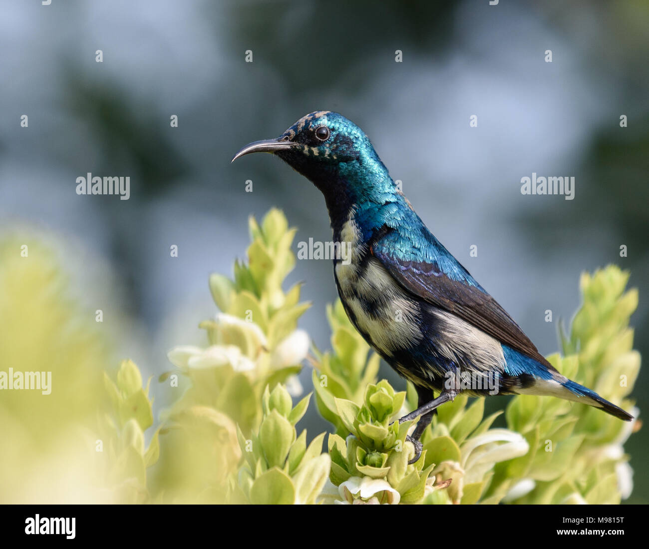 Sunbird flight hi-res stock photography and images - Alamy