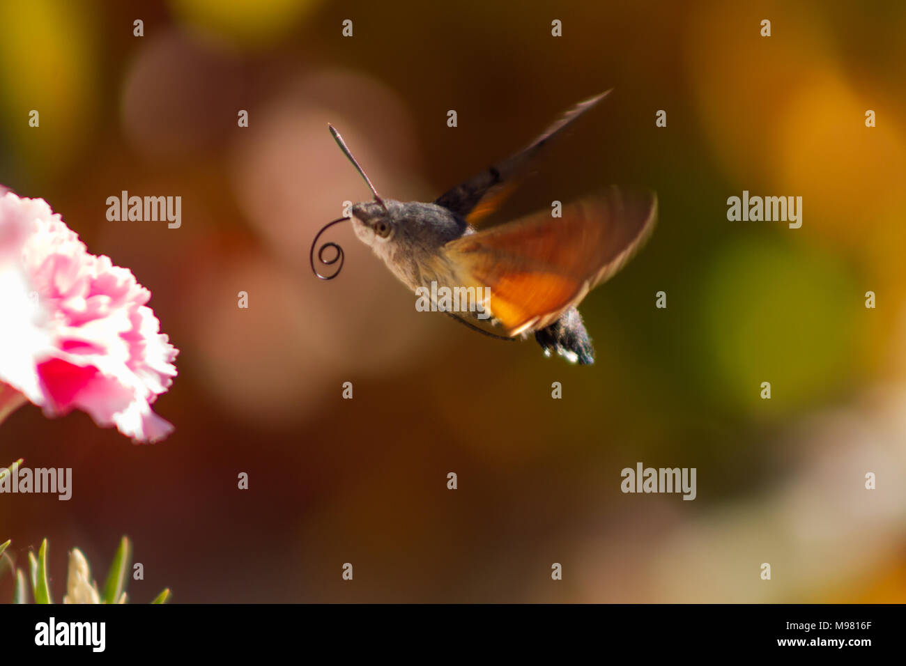 Hummingbird Hawk Moth Proboscis High Resolution Stock Photography and ...