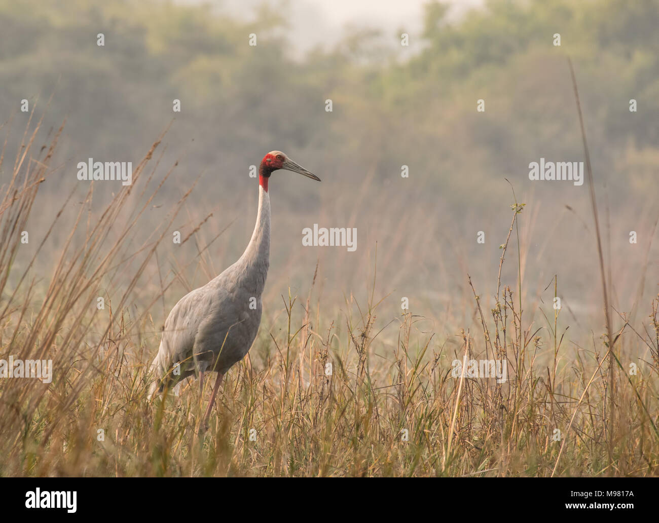 Sarus dance hi-res stock photography and images - Alamy