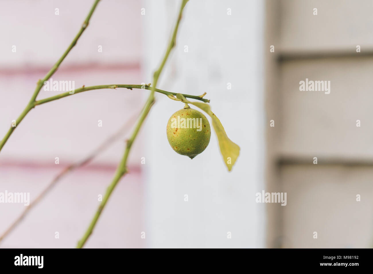 Single fruit hi-res stock photography and images - Alamy