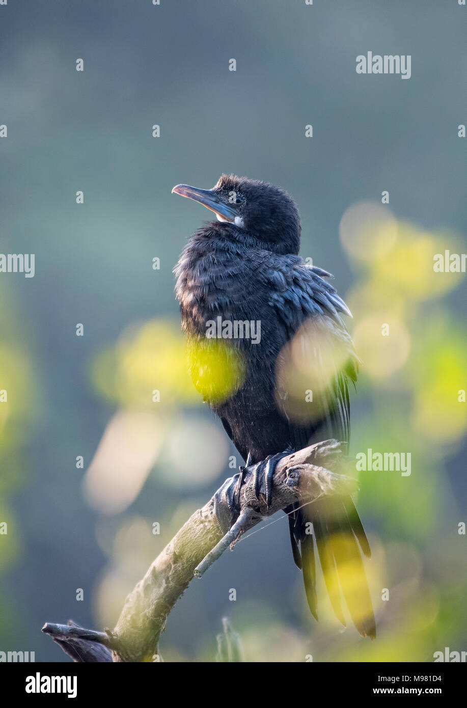 Little bird key hi-res stock photography and images - Alamy